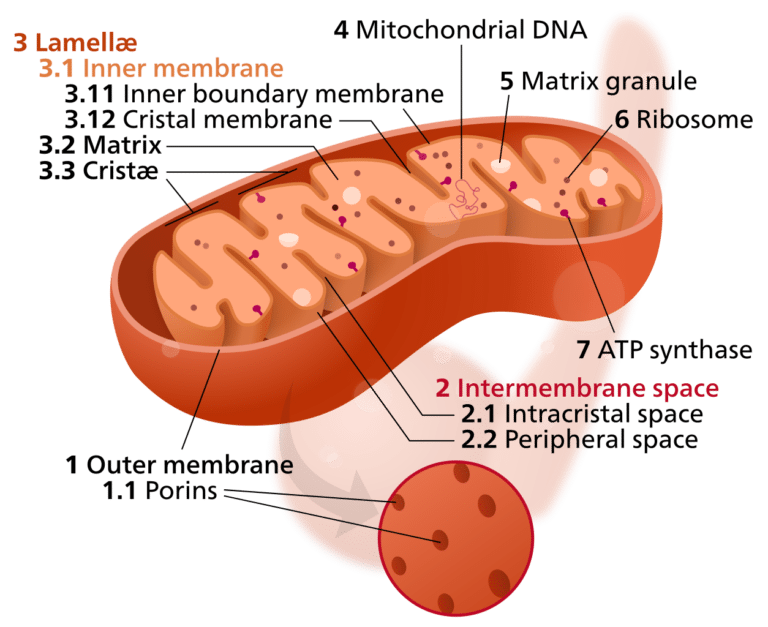 Mito-Cell Restoration – Bio Tech Energy Patches